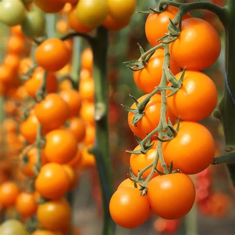 Томат черри KS /КС 1549 F1 (Nessi F1 / Несси F1) - Kitano Seeds купить ...