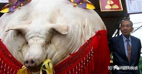 一头猪一辈子不杀，能长到多大？浙江猪王重达2200斤 知乎