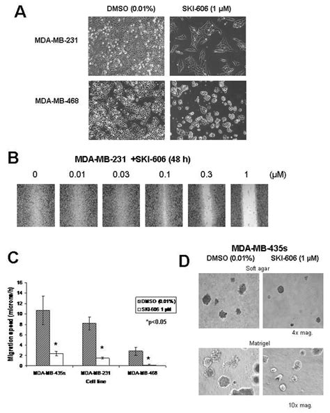 Ski 606 Induces Cell Aggregation And Decreases Cell Motility A