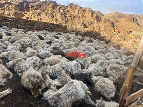 Амжилт Mn Сэрэмжлүүлэг Говь Алтай аймгийн Бигэр сумын “Мянгай” багийн малчин М ийн 218 бог