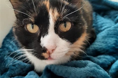 Un Homme De 70 Ans Jugé à Villeneuve Sur Lot Pour Avoir Tué Le Chat De