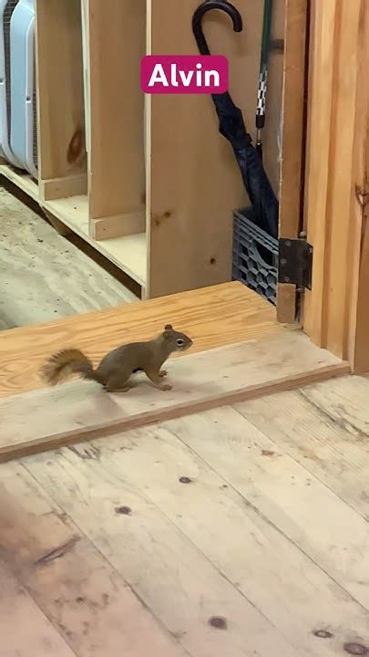 Alvin And Chipmonks Usa 8 Youtube