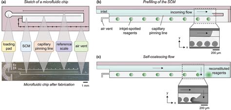 Implementation And Working Principle Of A Capillary Driven Microfluidic Download Scientific