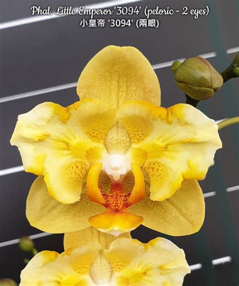 All Roehampton Orchids