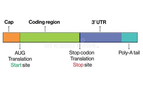 Mrna Molecule Stock Illustrations 228 Mrna Molecule Stock