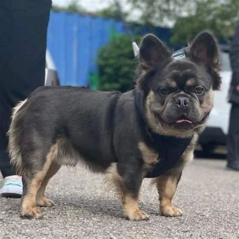 A Fluffy Frenchie Yes Theyre Real Meet Of Them Rocky Kanaka