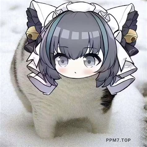 表情包：柴郡猫咪表情包 知乎