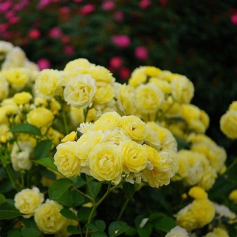 Роза Голден Бордер (Golden Border) купить с доставкой по Беларуси ...
