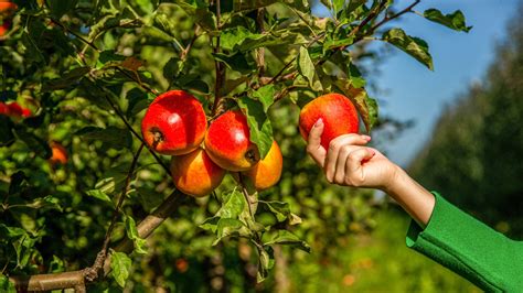 8 Common Reasons Your Fruit Trees Arent Bearing Fruit