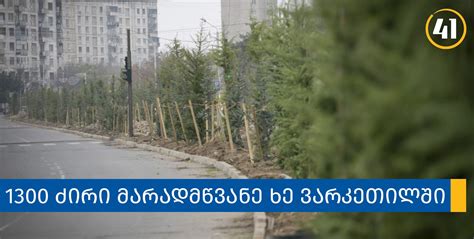 ქართული ოცნება • სამგორი 🔶 სამგორის რაიონში გასულ წელს 1300 კედრის