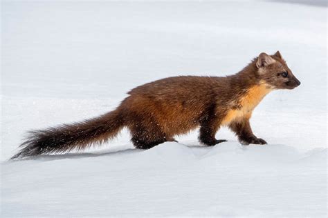 My Favorite Marten Carla Brennans Blog