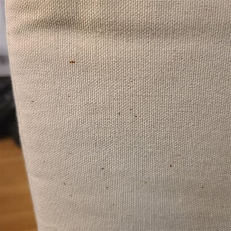 Bedbug Signs On Sofa R Bedbugs