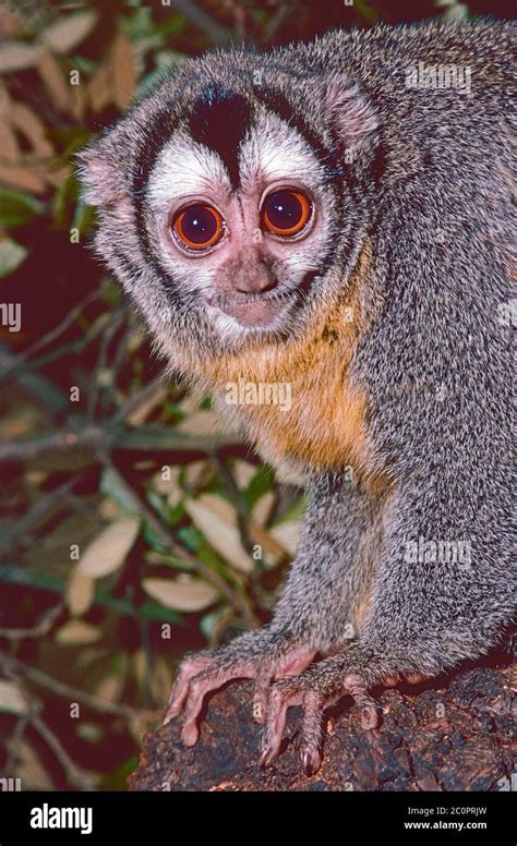 Night Monkey Taxonomy