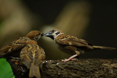 필리핀 마 야 조류 또는 서로 먹이 트리 분기 입에 Perching 유우 라 시아 나무 참새 0명에 대한 스톡 사진 및 기타