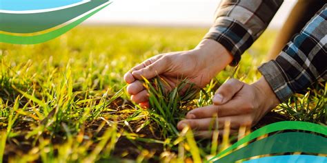 Organic Lawn Care Fertilization Techniques Organic Lawns