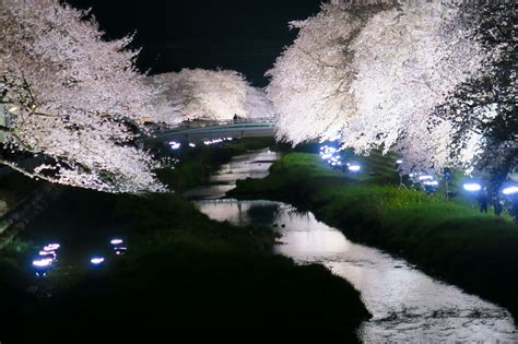 2018 弥生 野川夜桜 佐賀の旅