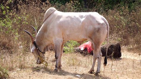 White Bull At The Watering Hole Stock Footage Video Of Watering
