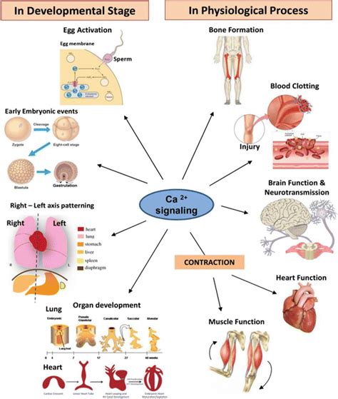 Calcium Ion In Biological Systems Springerlink