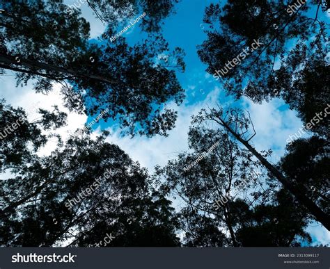 Eucalyptus Globulus Compacta