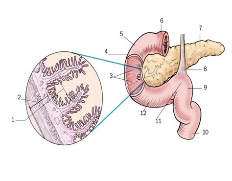 Duodenum Anatomy Diagram Quizlet