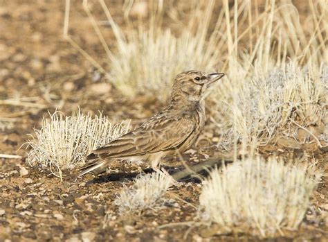 Bushmanland Birding The Search For Sclaters Lark In The Northern Cape Avian Leisure