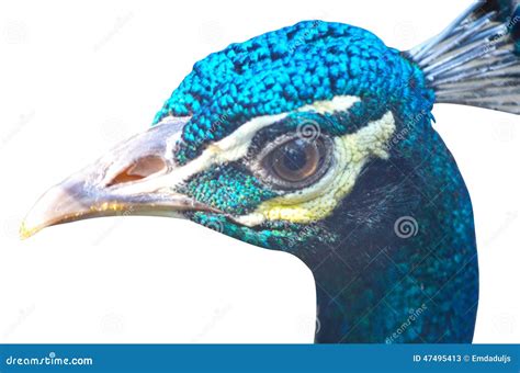 Blaues Farbe Picock Stockbild Bild Von Jäger Blende 47495413