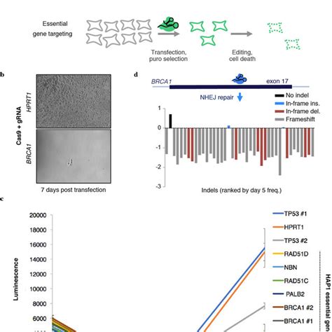 Hap1 Cell Line Optimizations For Saturation Genome Editing To Assay Download Scientific Diagram