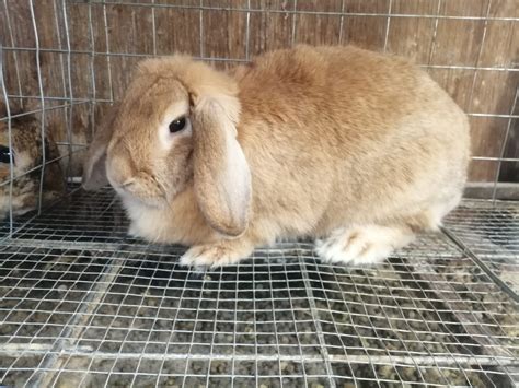Baja Rabbits