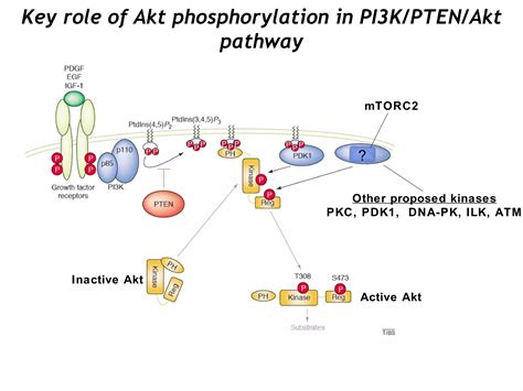 Mtor Growth Regulator Involved In Disease Ppt