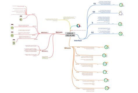 Ciclo Celular Coggle Diagram Ciclo Celular Coggle Diagram