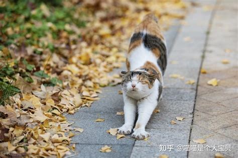 如果你家猫，有这几个特征，会给你招财带来好运气 知乎