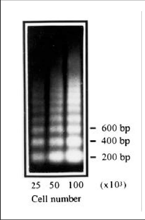Chemiluminescence Detection Of Apoptotic Dna Fragments From A Different