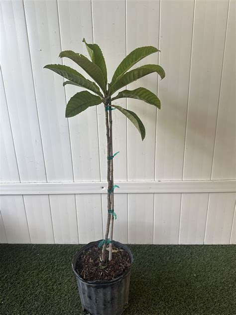 Loquat Edible Fruit Tree Eriobotrya Japonica Plantvine
