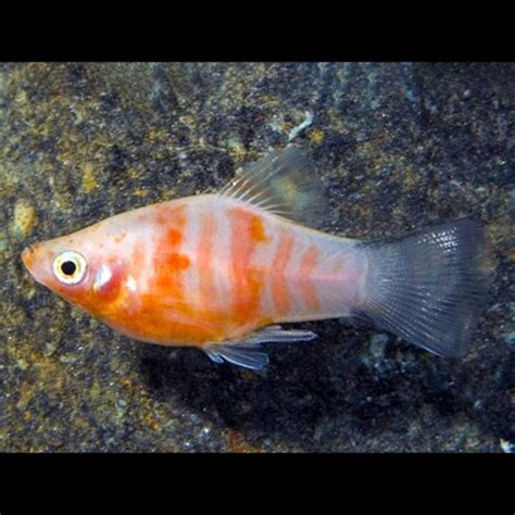 Assorted Variatus Platy Xiphophorus Variatus