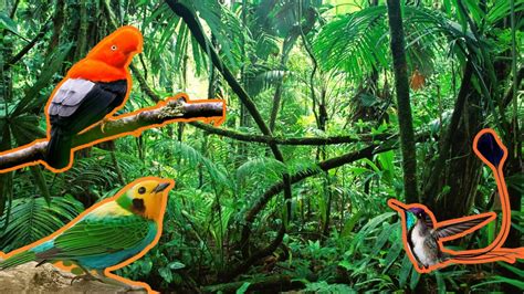 Perú El Paraíso Natural De Las Aves Lugares Donde Puedes Observar Las