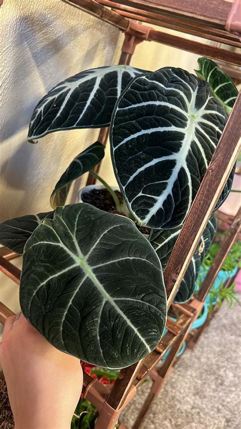 Alocasia Reginula ‘black Velvet — Aroidpedia