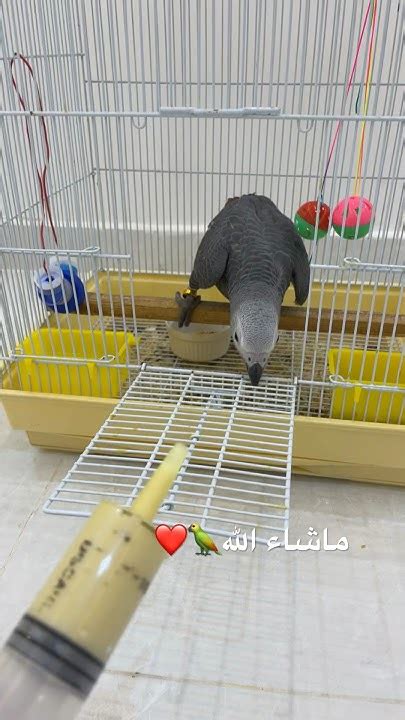 غر ببغاء الكاسكو 🤍 ببغاءكاسكو فرخ طيور كاسكو فرخكاسكو Youtube