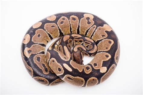A Royalball Python Stock Image Image Of Reptile Blooded 174451121