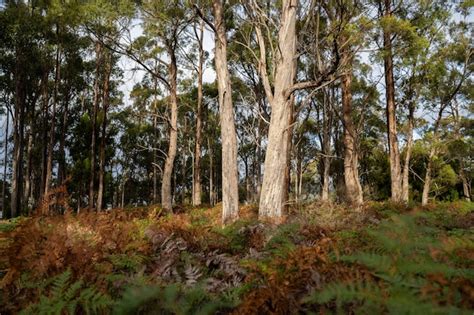 Premium Photo Fungi In Australian Bush And Forest Taking A Mushroom