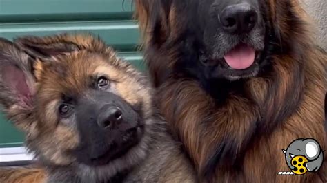 تصویری از دو سگ کنار هم فیلو