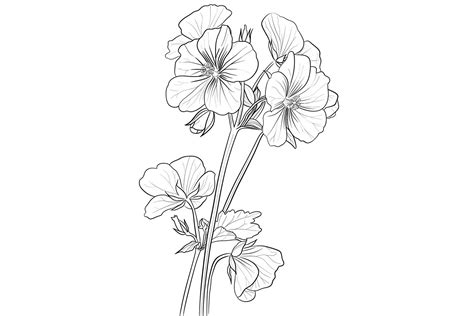 Geranium Flower Coloring Page Graphic By Forhadx5 · Creative Fabrica