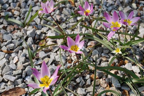 Romulea 꽃 공원에서 성장입니다 바위 정원을 위한 장식적인 식물입니다 0명에 대한 스톡 사진 및 기타 이미지 0명