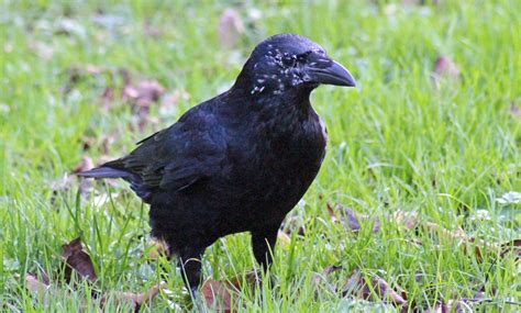 Leucism In Birds Earthstar