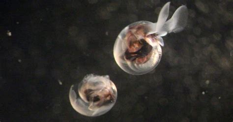 Quest Pteropods Very Small And Very Important Pbs