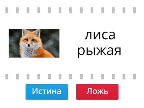 проба 4 True Or False