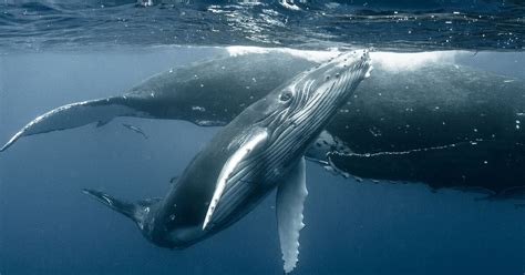 Desconcierto Entre Los Científicos Un Grupo De Orcas Fue Captado