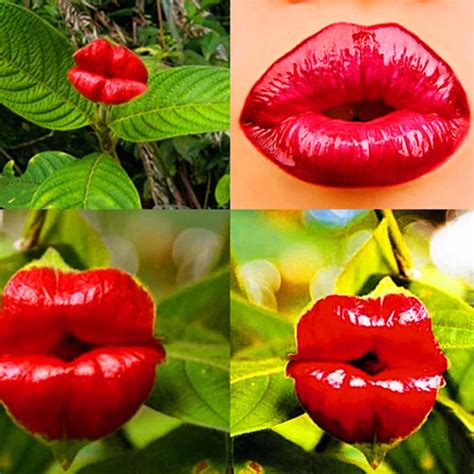 100pcs Red Lips Flower Seeds Sexy Kiss Rosy Lip Plants Garden Bonsai Psychotria Elata Seeds We