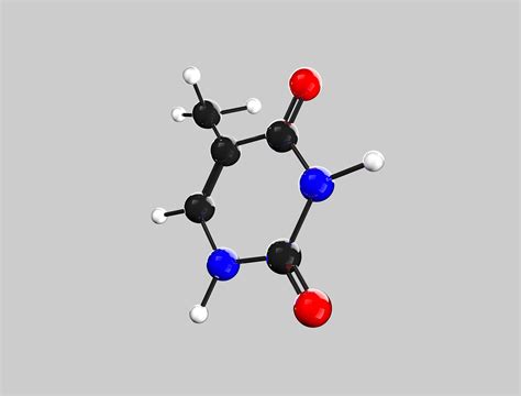 Thymine 3d Model 100 C4d Obj Free3d