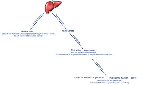 Figure 1 The Way Of Hepatocytes And Subcellular Fraction Preparation