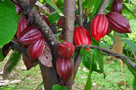 Cacao Bean Anglicized As Cocoa Bean Often Simply Cocoa Is The Dried